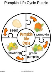 Life Cycle of a Pumpkin Puzzle - Learn Pumpkin Life Cycle