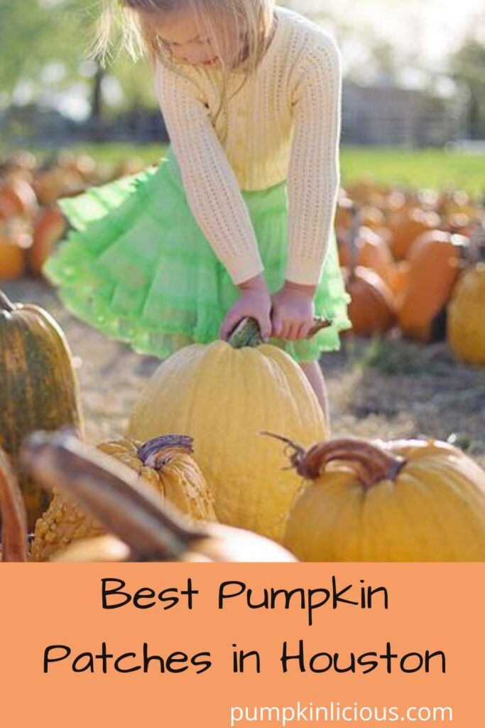 5 Best Pumpkin Patches in Houston, Texas