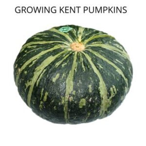 How to Grow Kent Pumpkin from Seed