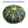 How to Grow Kent Pumpkin from Seed